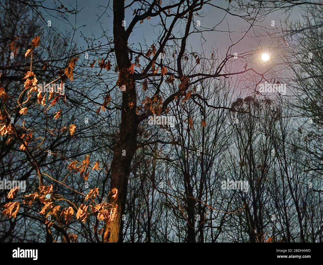 Full moon through trees in hi-res stock photography and images - Alamy