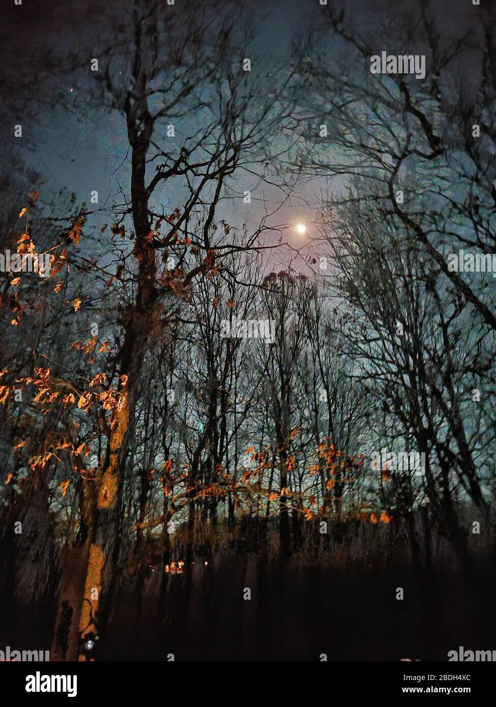 Full moon through trees in hi-res stock photography and images - Alamy
