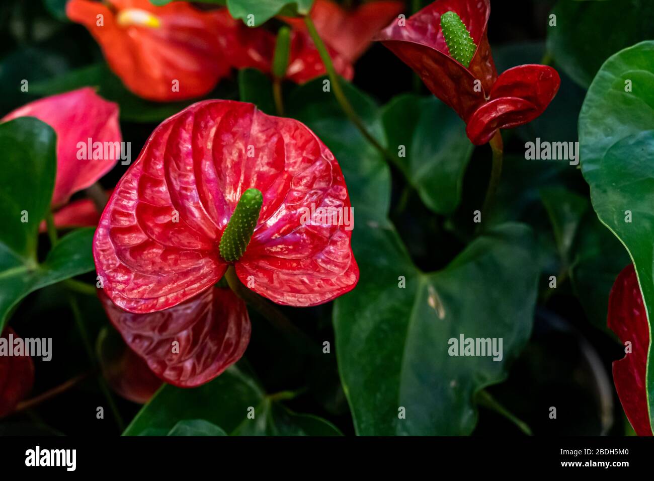 Red Flamingo flower Anthurium andraeanum, Araceae or Arum in garden ...
