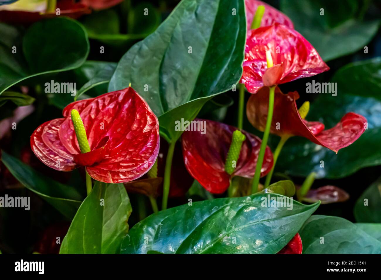 Red Flamingo flower Anthurium andraeanum, Araceae or Arum in garden ...