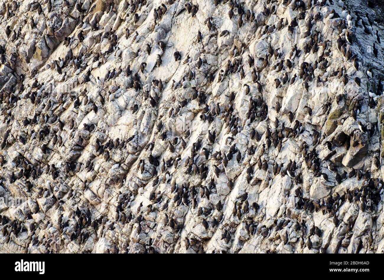 Colony of seabirds hi-res stock photography and images - Alamy