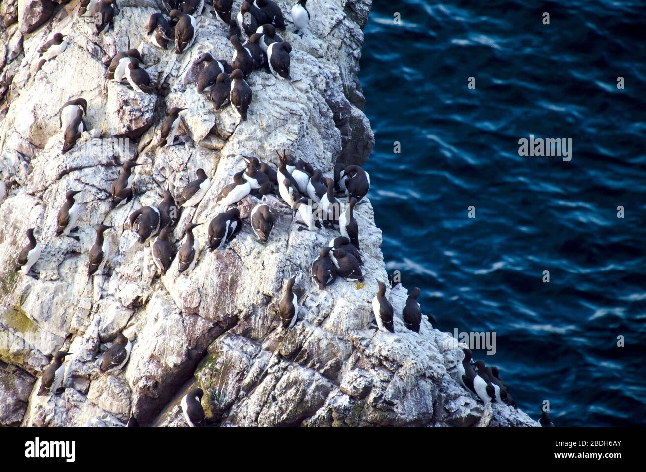 Seabird wild wildlife animal nesting colony breeding hi-res stock ...