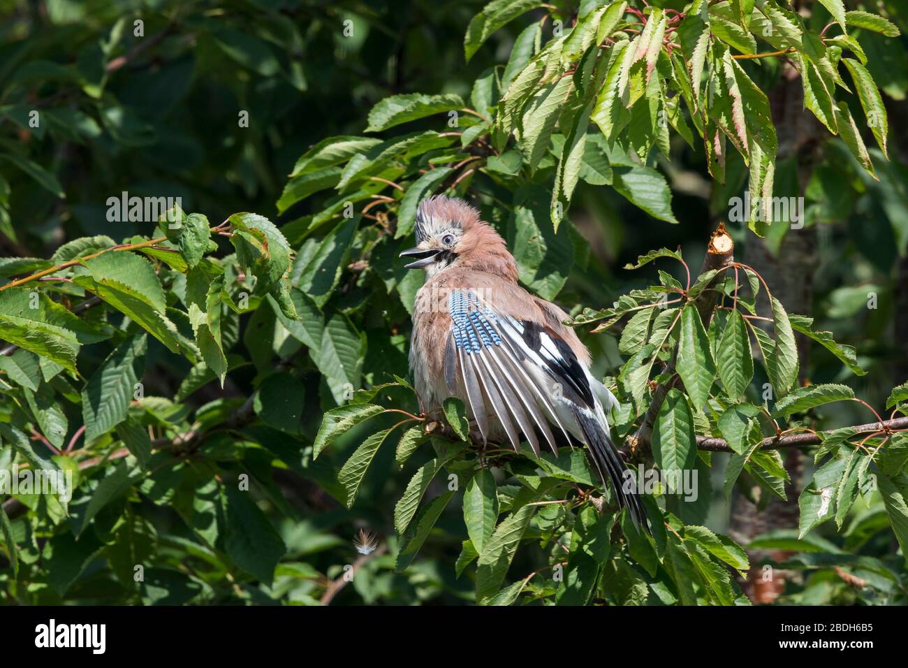 Bird fluffing feathers hi-res stock photography and images - Alamy
