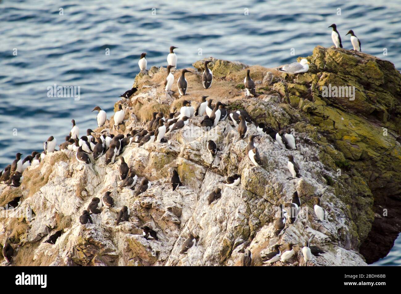Colony of seabirds hi-res stock photography and images - Alamy