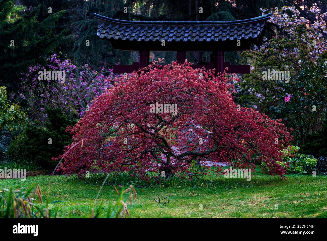 Spring in the Japanese garden Stock Photo - Alamy