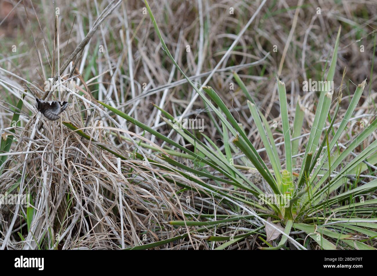 Yucca Giant-Skipper, Megathymus yuccae, perched next to Arkansas Yucca ...
