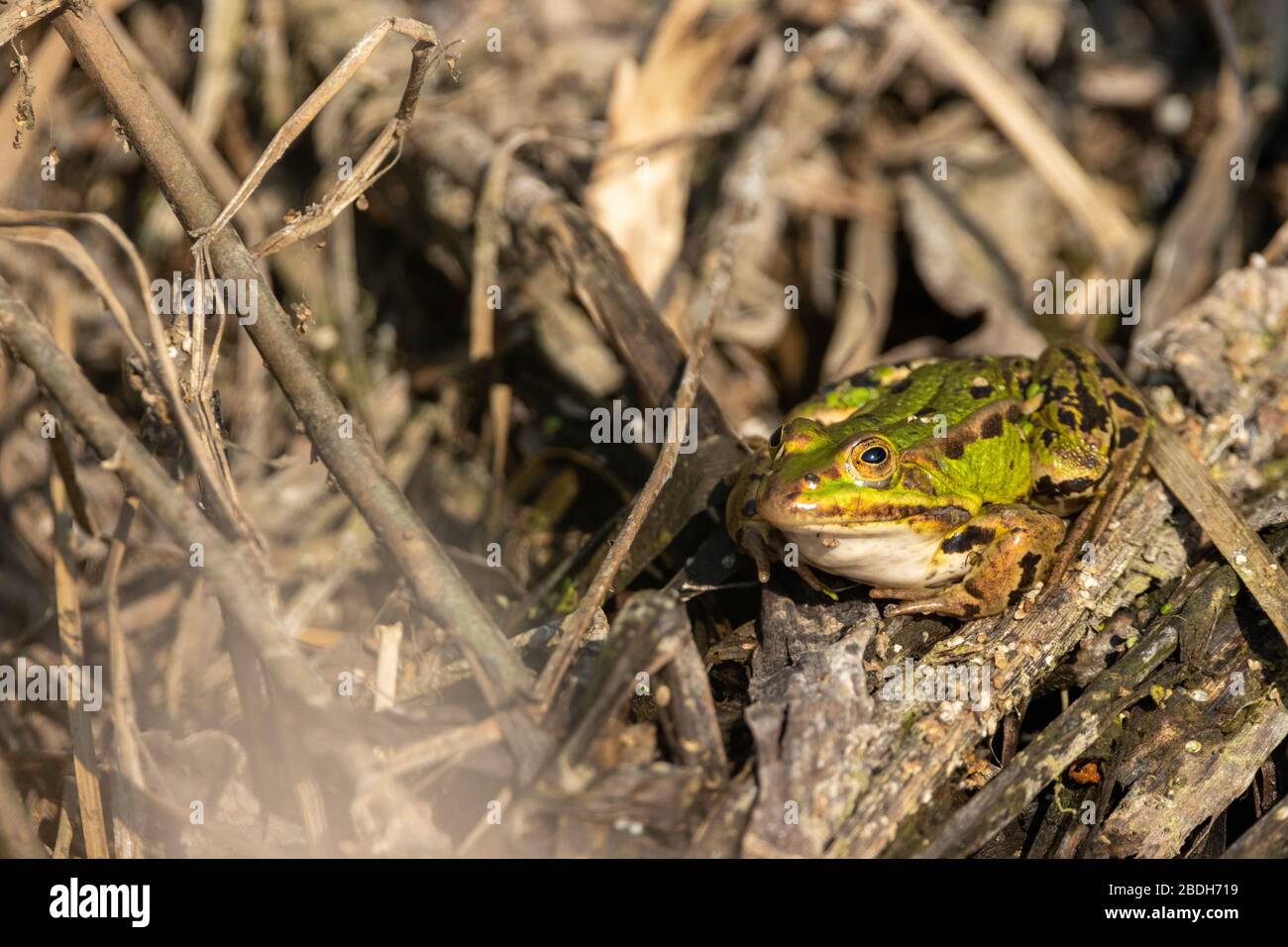 European Green Frog basking on waters edge Stock Photo - Alamy