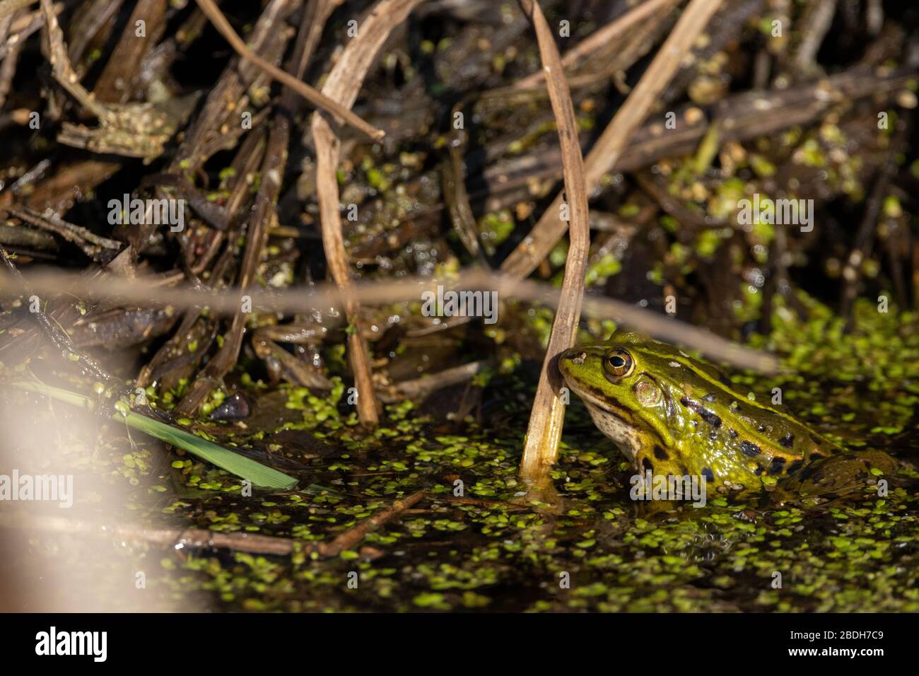 European Green Frog basking on waters edge Stock Photo - Alamy