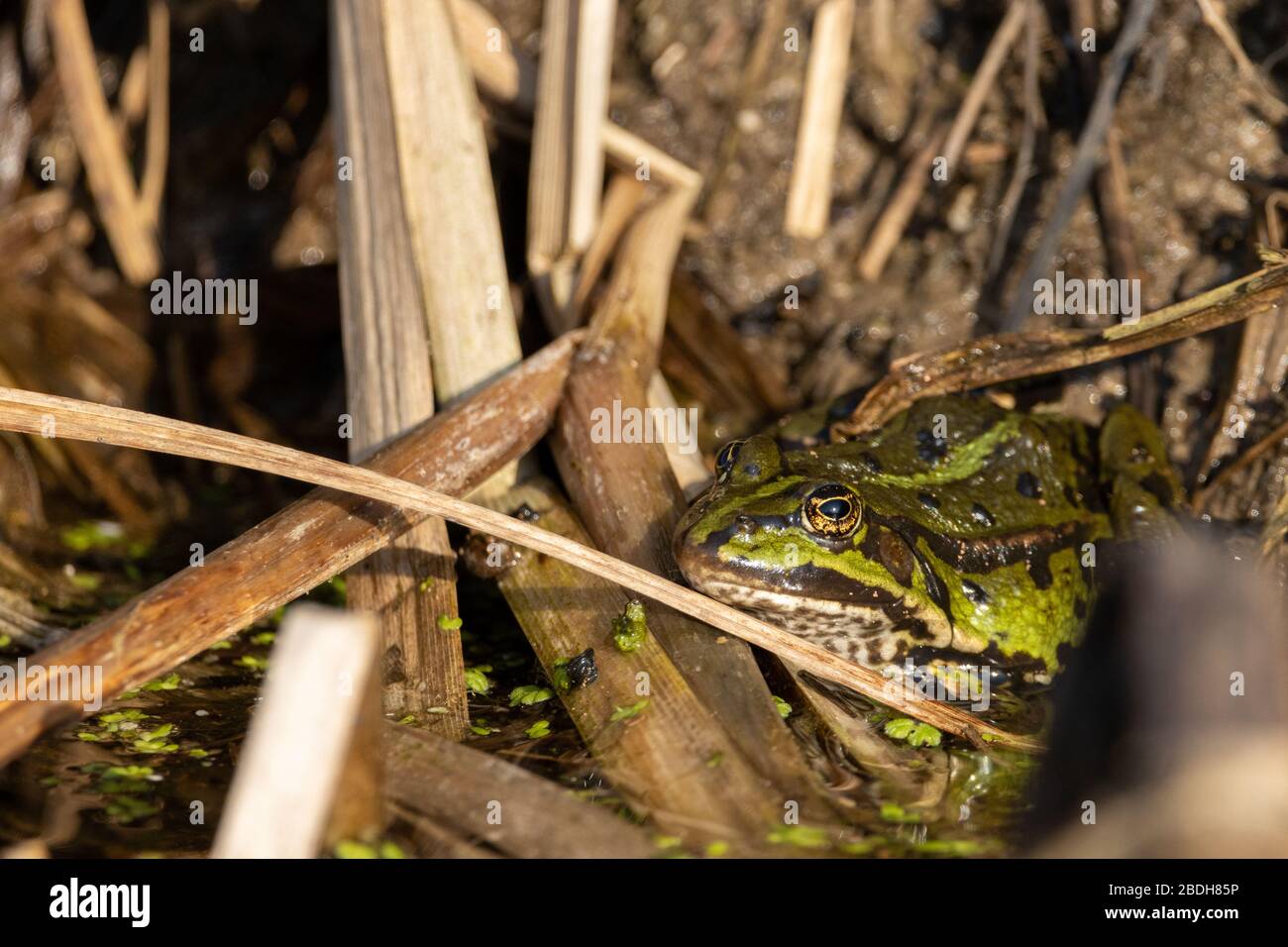 European Green Frog basking on waters edge Stock Photo - Alamy