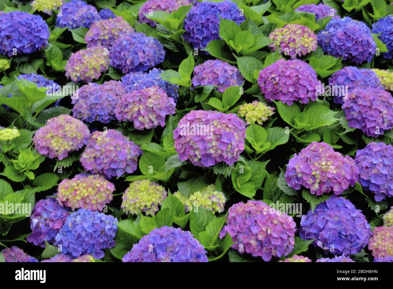 Hydrangea flower Taiwan Stock Photo - Alamy