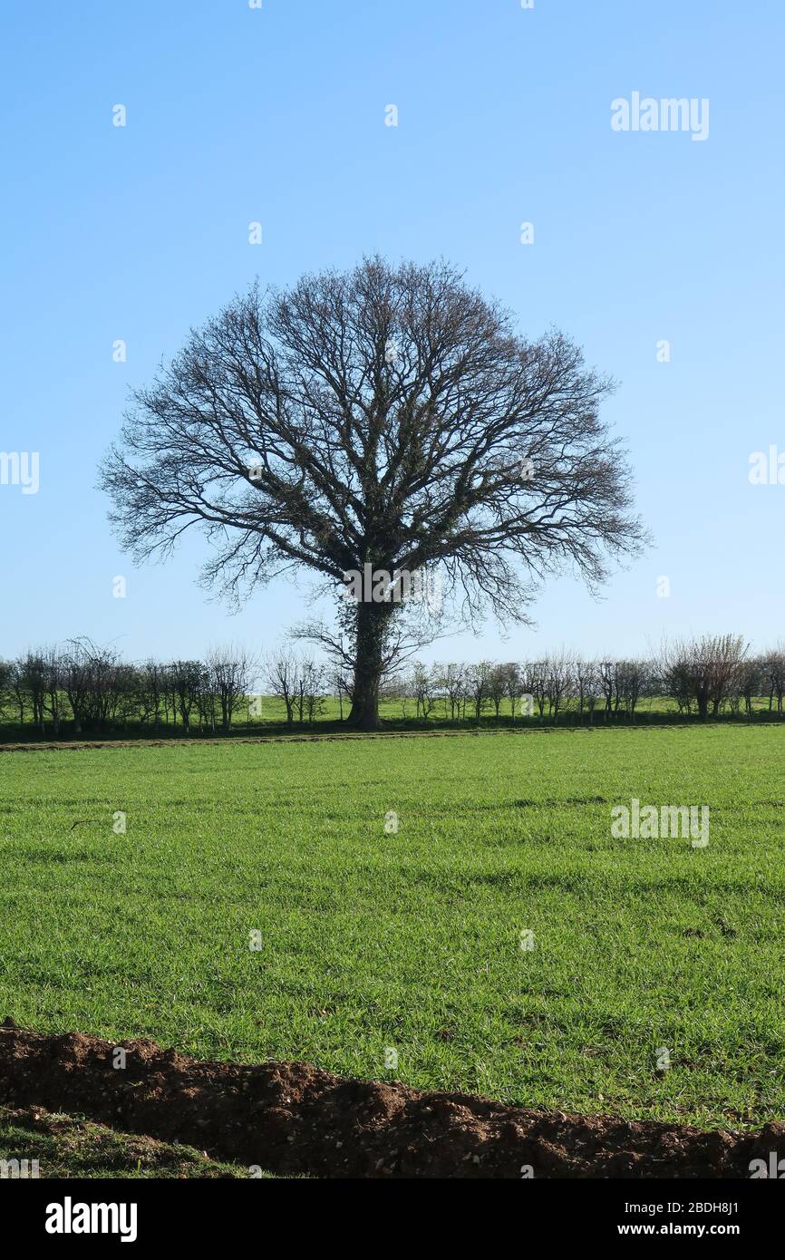 Lone mature tree in hedgerow, farmland countryside, Hertfordshire ...