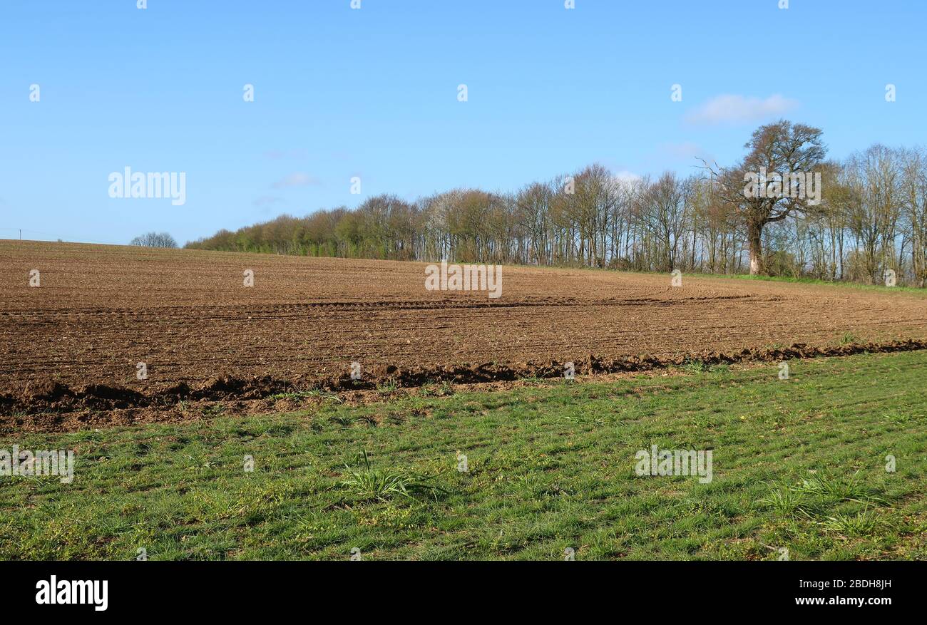 Arable fields and countryside near Hitchin, Hertfordshire, England, UK ...