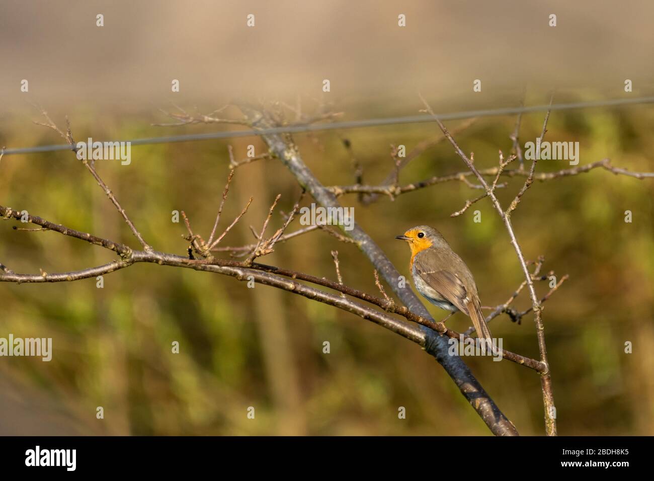 European robin on fence post seen through field gate Stock Photo - Alamy