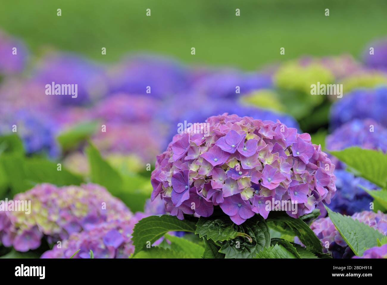 Hydrangea flower Taiwan Stock Photo - Alamy