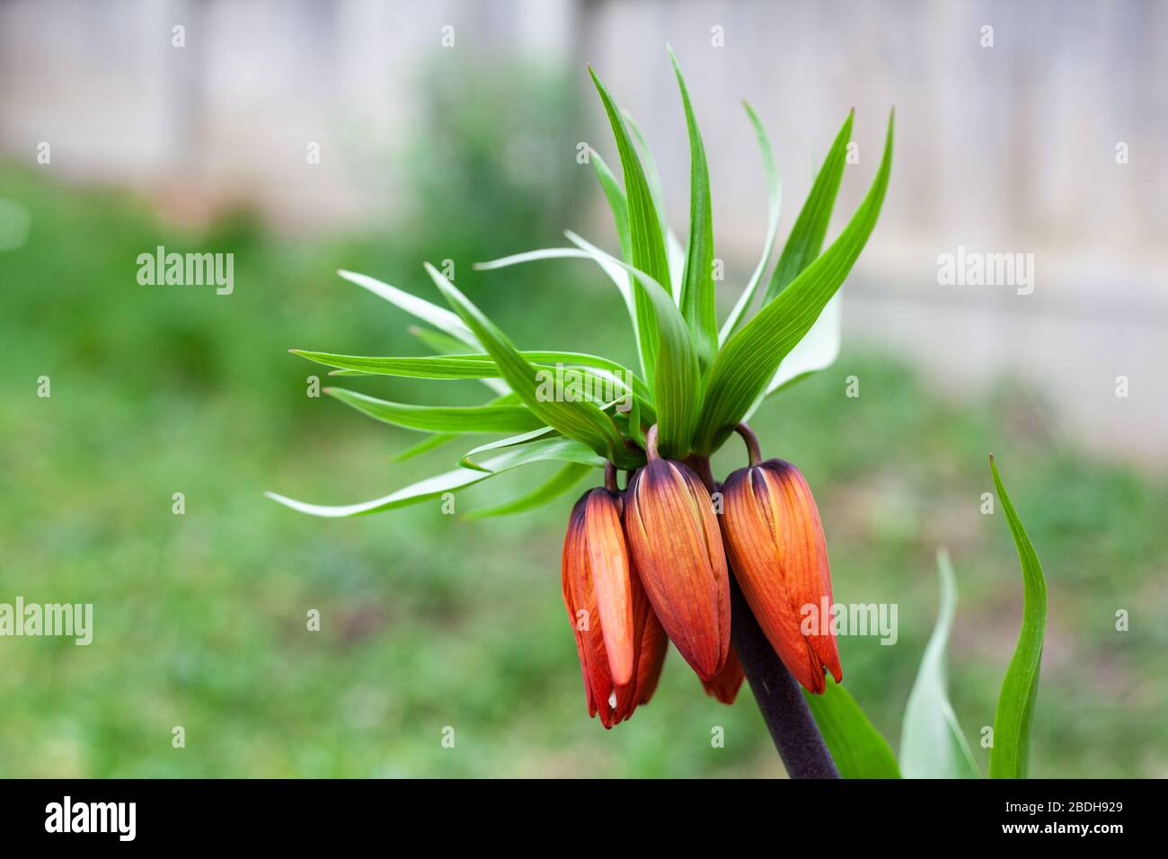 Crown Imperial (Fritillaria Imperialis) fritillary flower Stock Photo ...