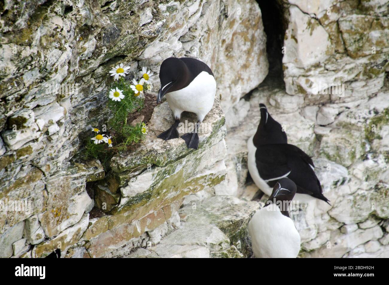 Razorbill auk newfoundland bird hi-res stock photography and images - Alamy