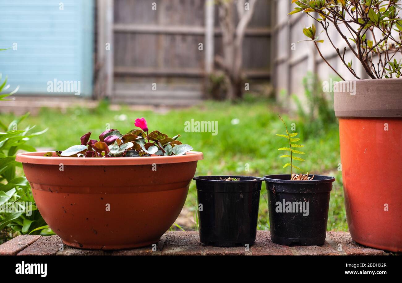 Flower pots in row hi-res stock photography and images - Alamy