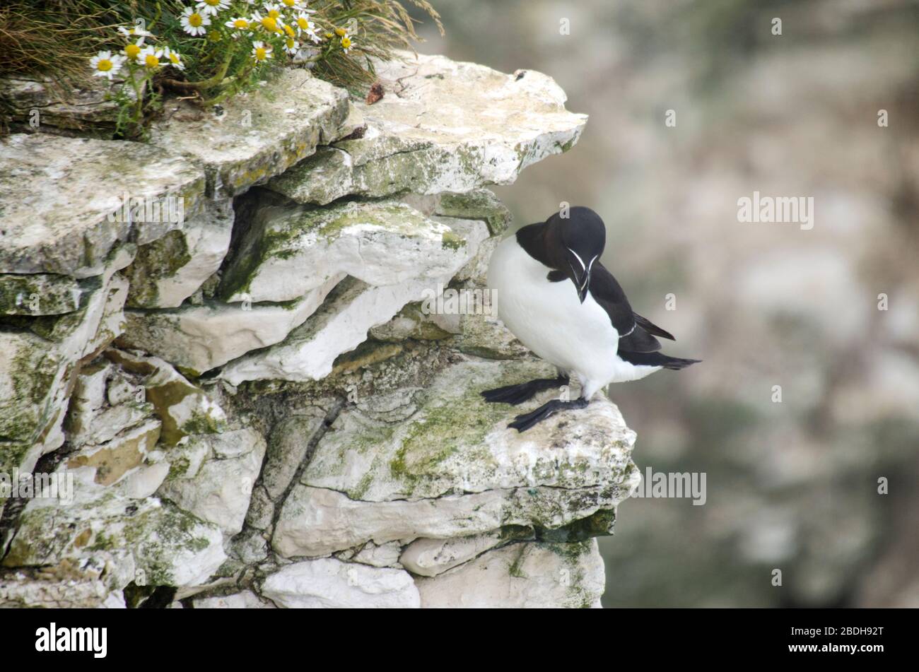 Seabird Razorbill On Cliff Edge Stock Photo - Alamy