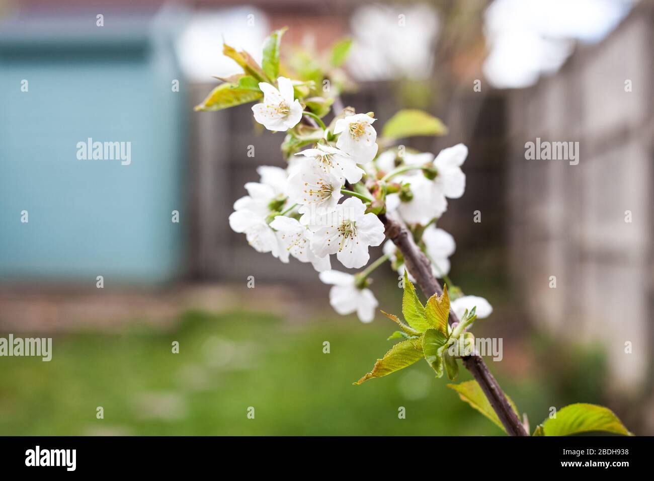 White cherry tree hi-res stock photography and images - Alamy
