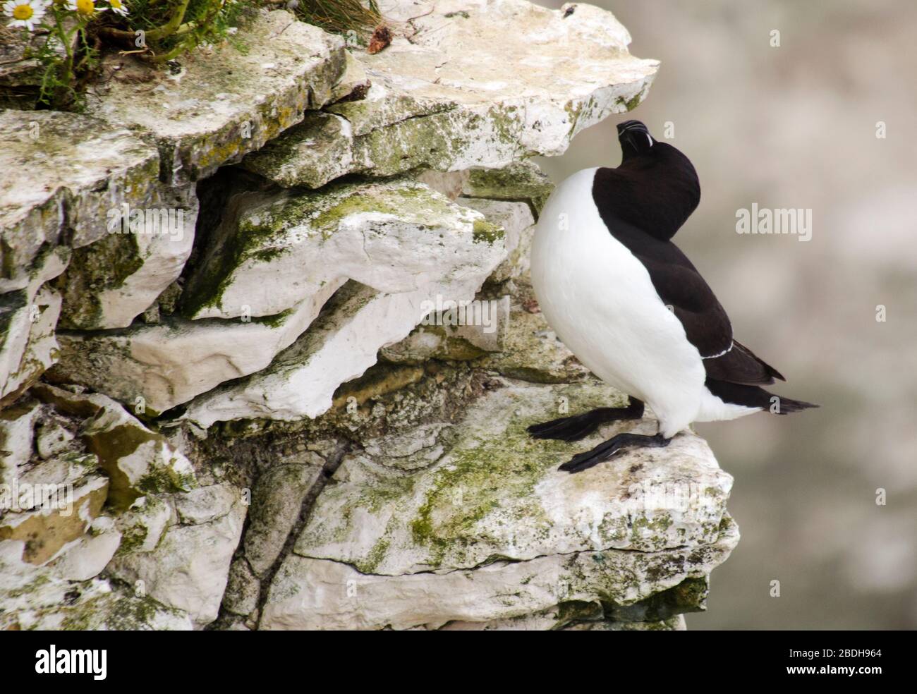 Seabird Razorbill On Cliff Edge Stock Photo - Alamy