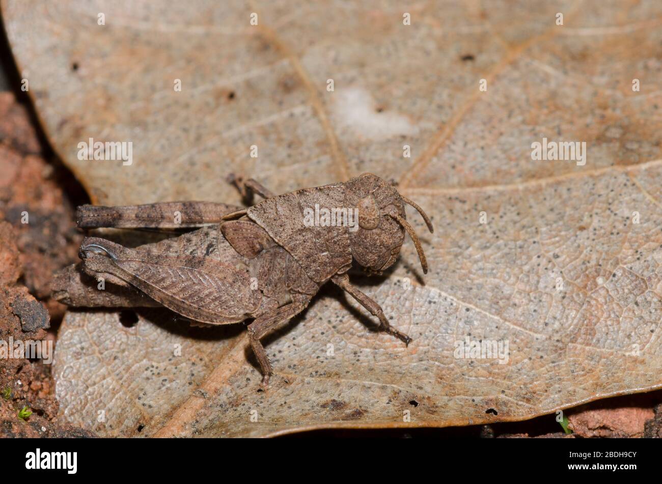 Band winged grasshopper hi-res stock photography and images - Alamy