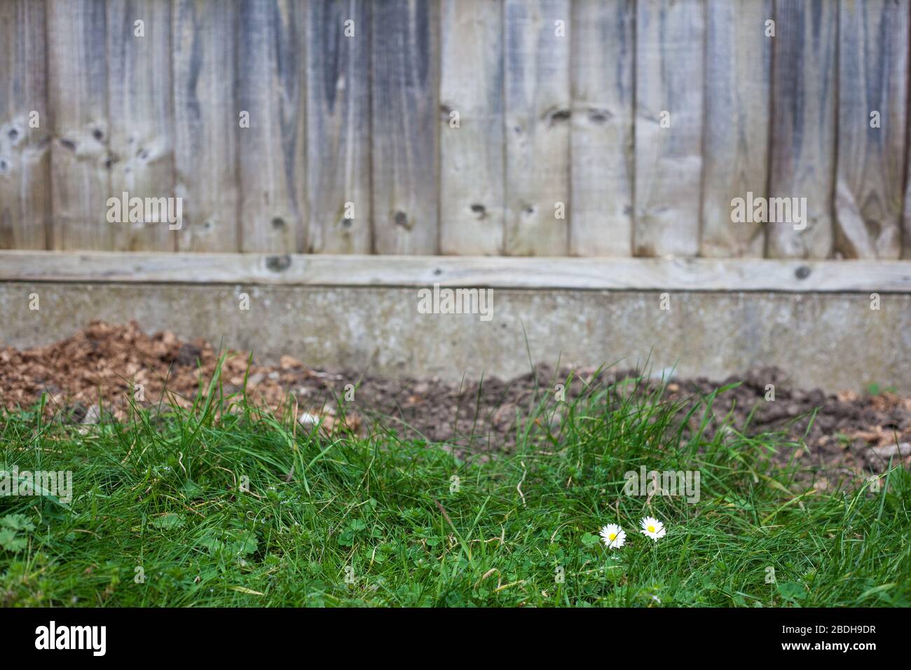 Wooden fence backdrop with grass and daisies Stock Photo - Alamy