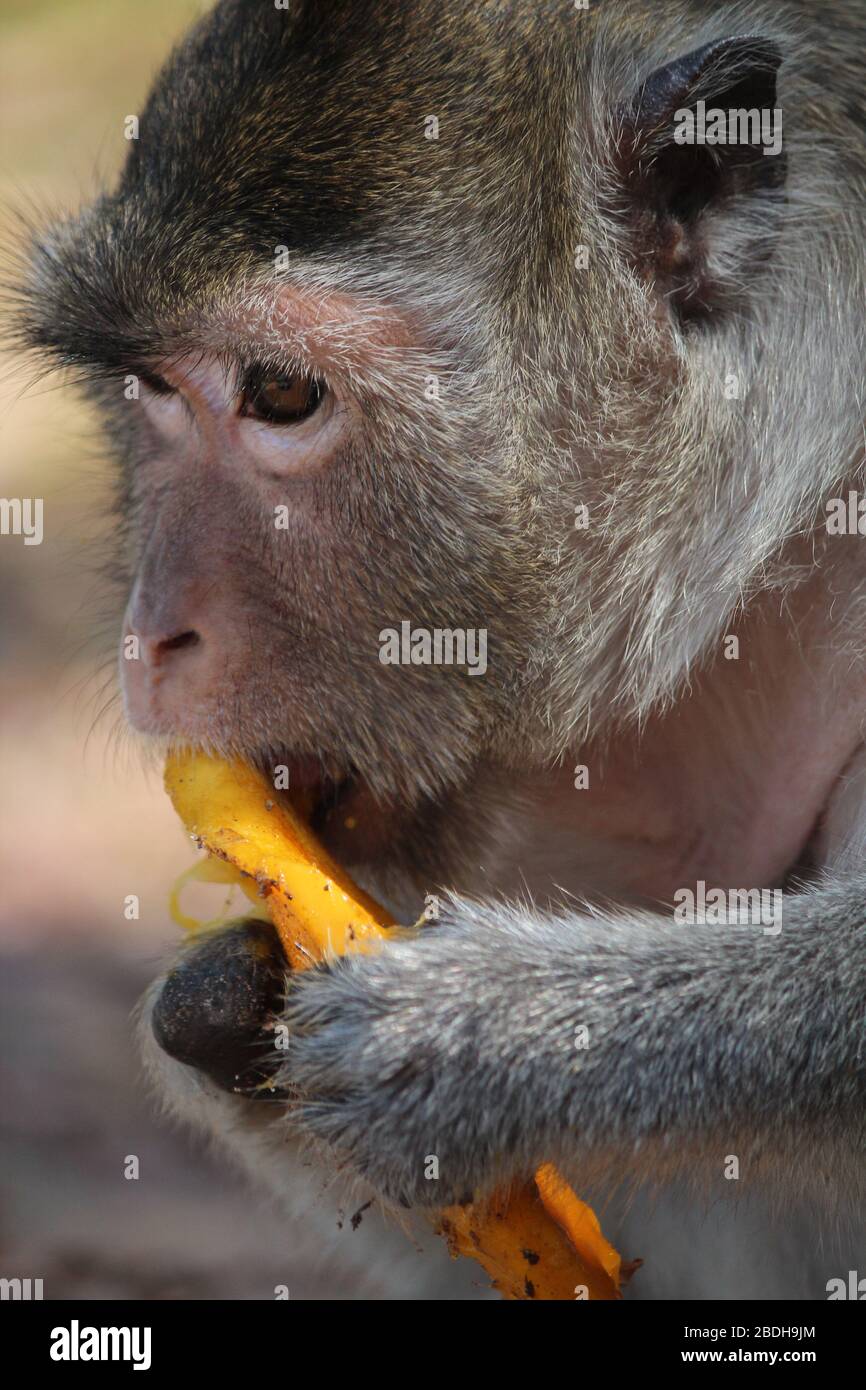 Monkey munching hi-res stock photography and images - Alamy
