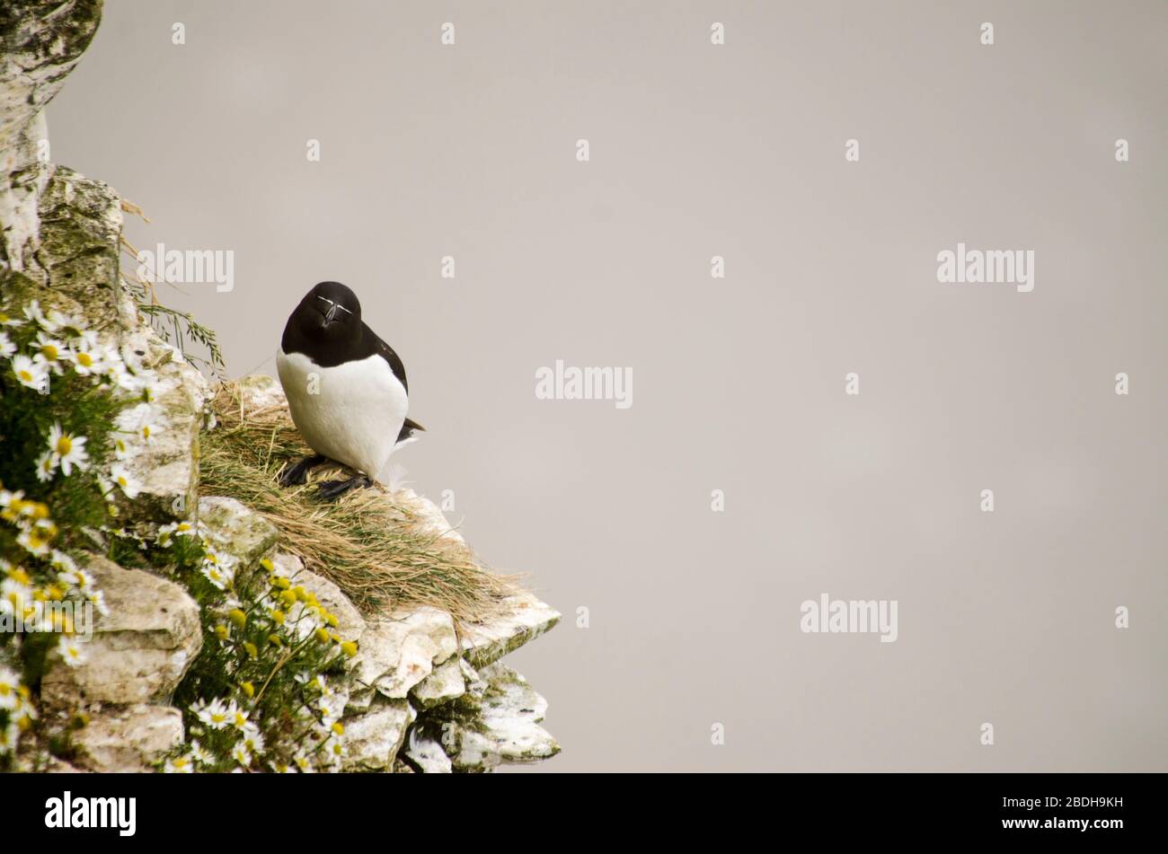 Seabird Razorbill On Cliff Edge Stock Photo - Alamy