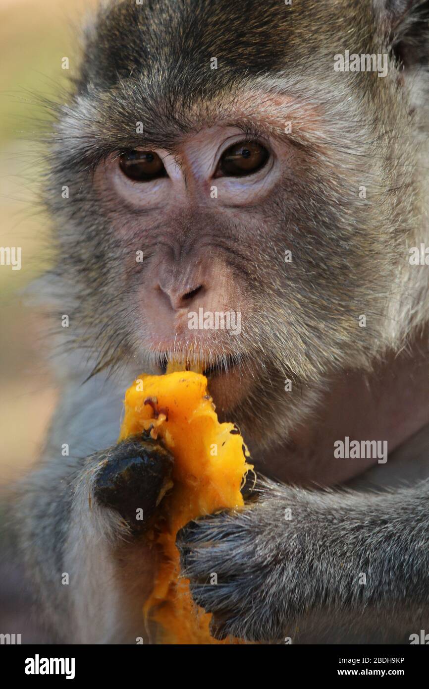 Cambodia Macaque eating a delicious mango Stock Photo - Alamy