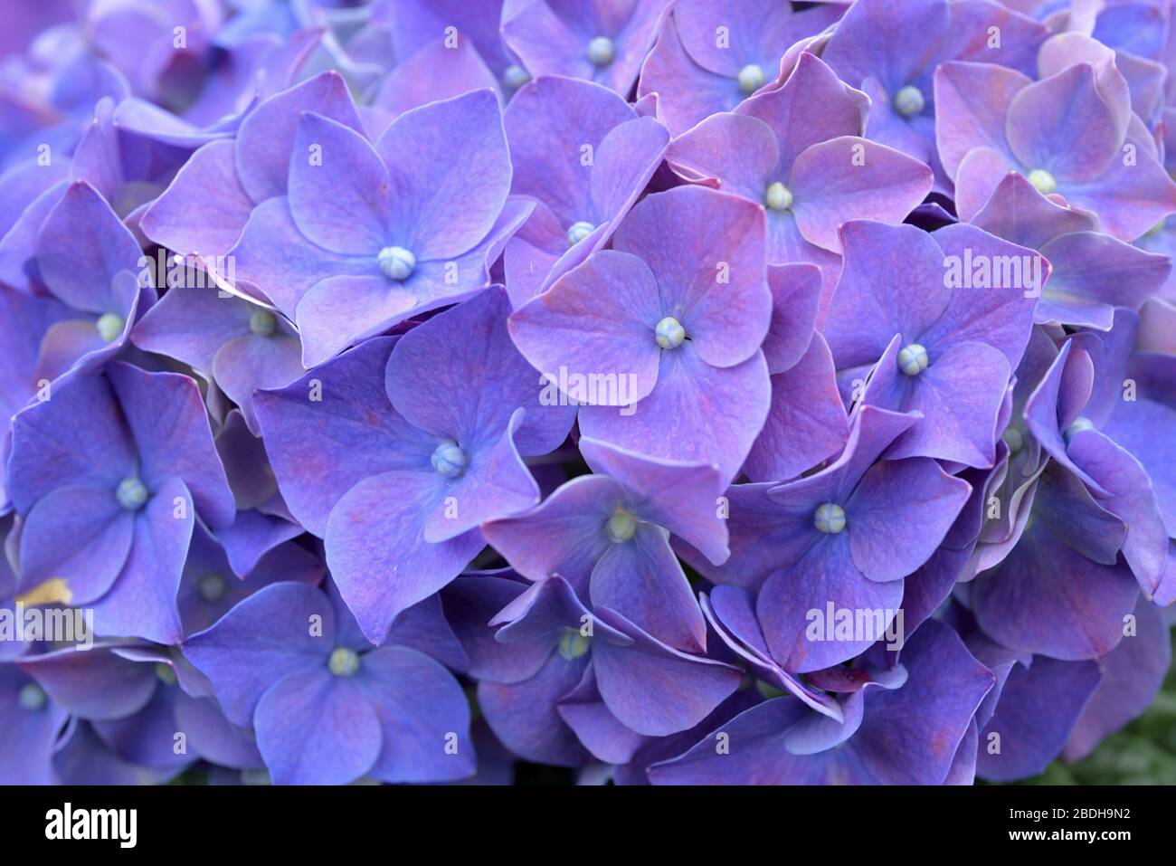 Hydrangea flower Taiwan Stock Photo - Alamy