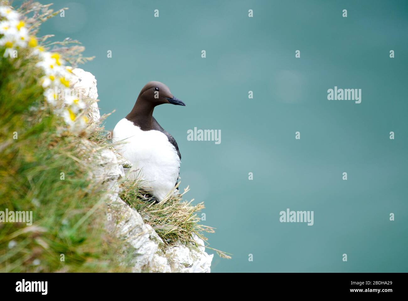 Black guillemot nest hi-res stock photography and images - Alamy