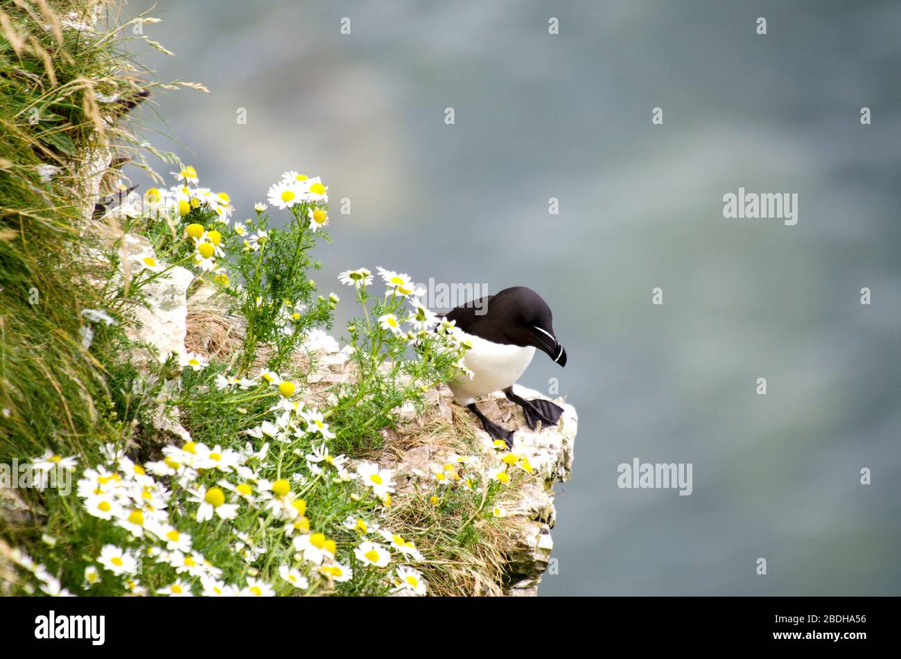 Razorbill auk newfoundland bird hi-res stock photography and images - Alamy