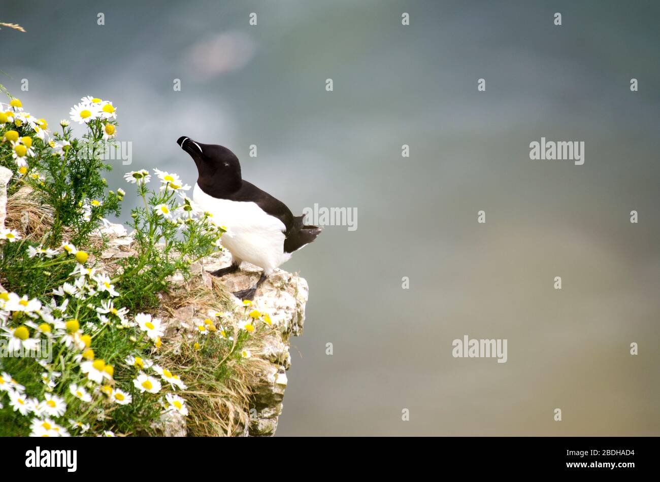 Seabird cliffs nature background hi-res stock photography and images ...