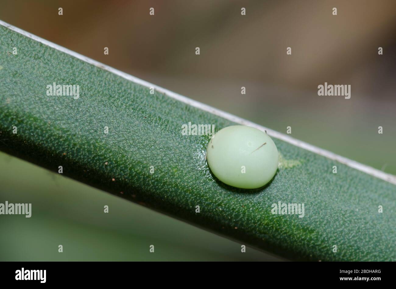 Yucca arkansana hi-res stock photography and images - Alamy