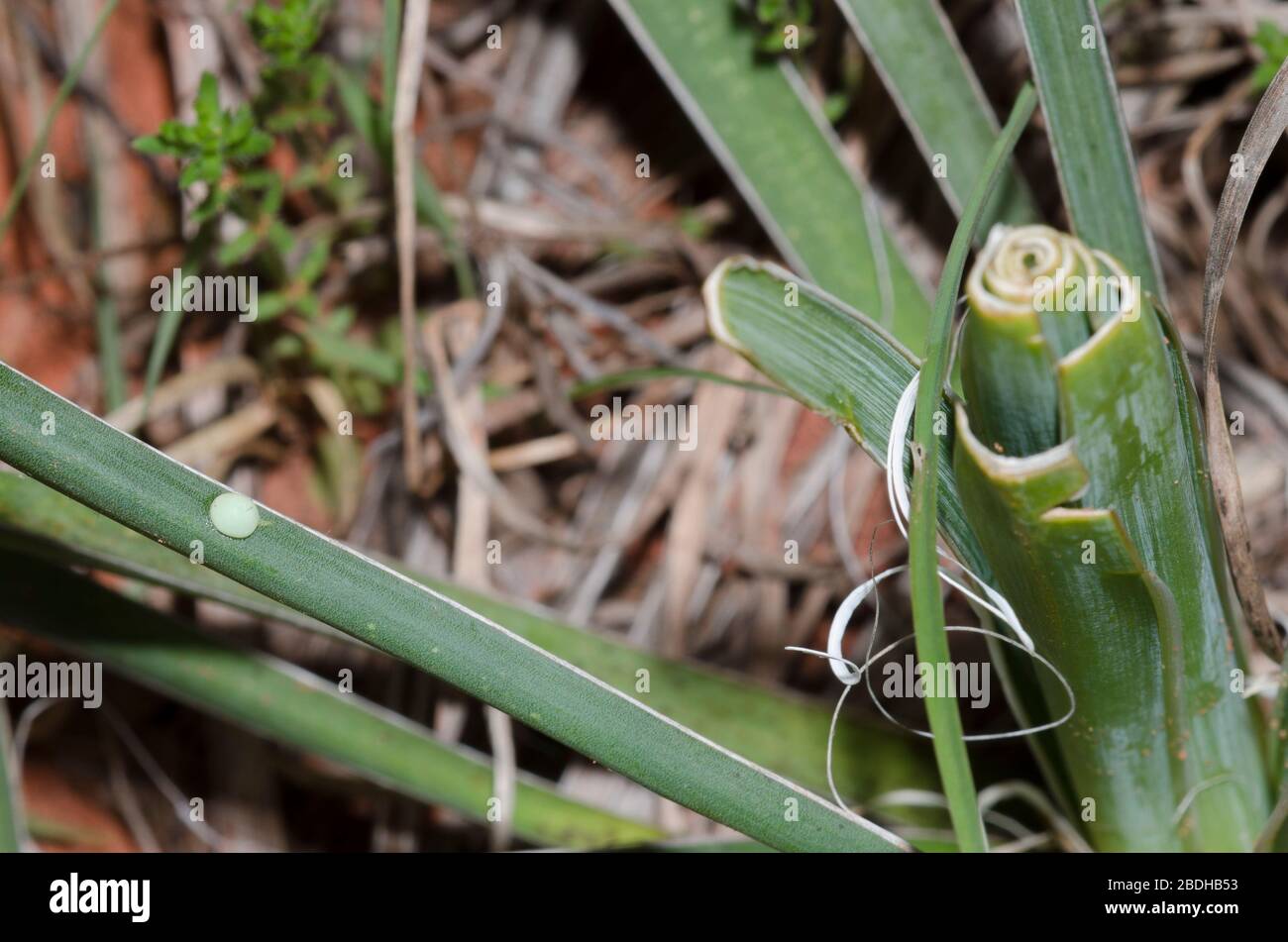Yucca Giant-Skipper, Megathymus yuccae, ovum on Arkansas Yucca, Yucca ...