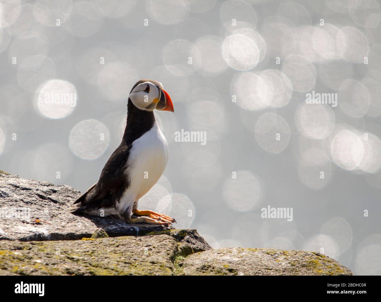 Puffin colony hi-res stock photography and images - Alamy