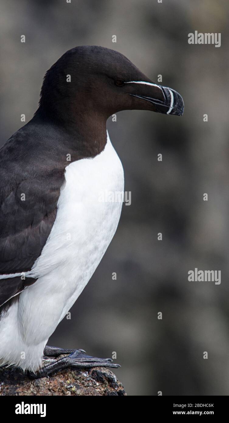 Scottish sea bird hi-res stock photography and images - Alamy