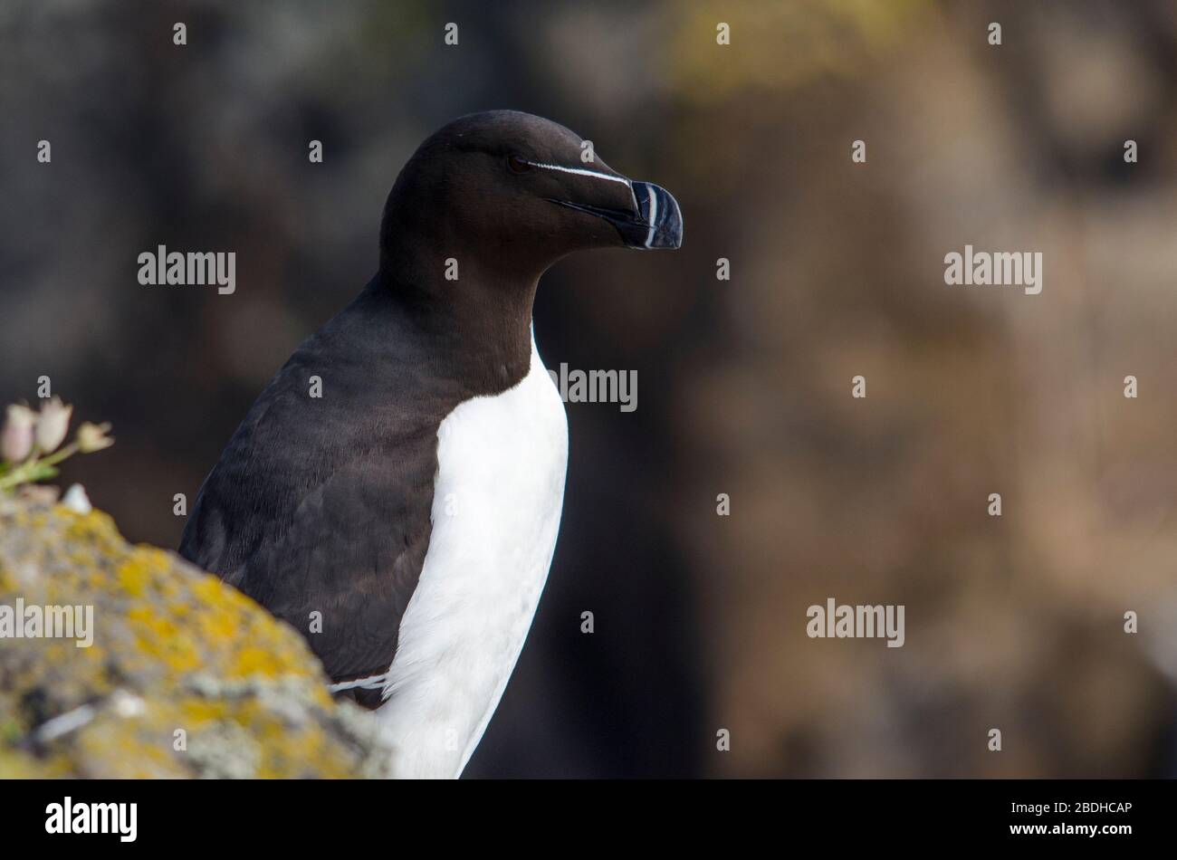 Scottish razorbill hi-res stock photography and images - Alamy