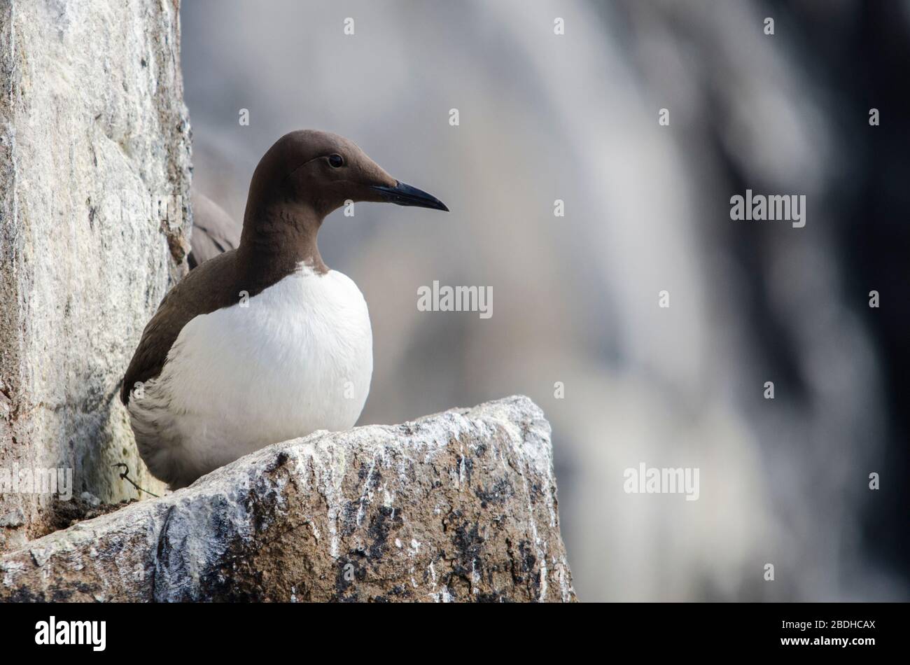 Black guillemot nest hi-res stock photography and images - Alamy