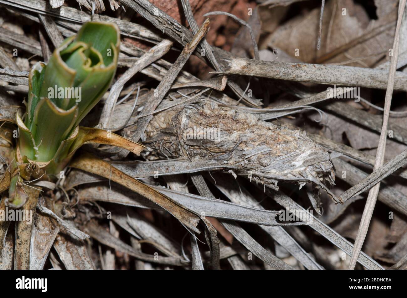 Yucca Giant-Skipper, Megathymus yuccae, larval tent next to Arkansas ...