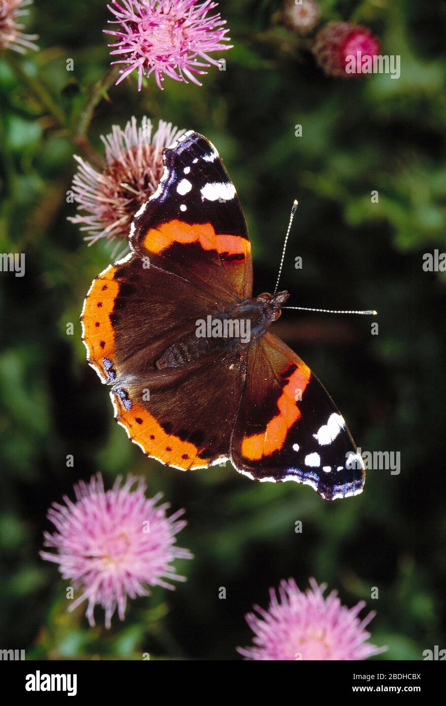 Guernsey. Wildlife. Insects. Red Admiral Butterfly Stock Photo - Alamy