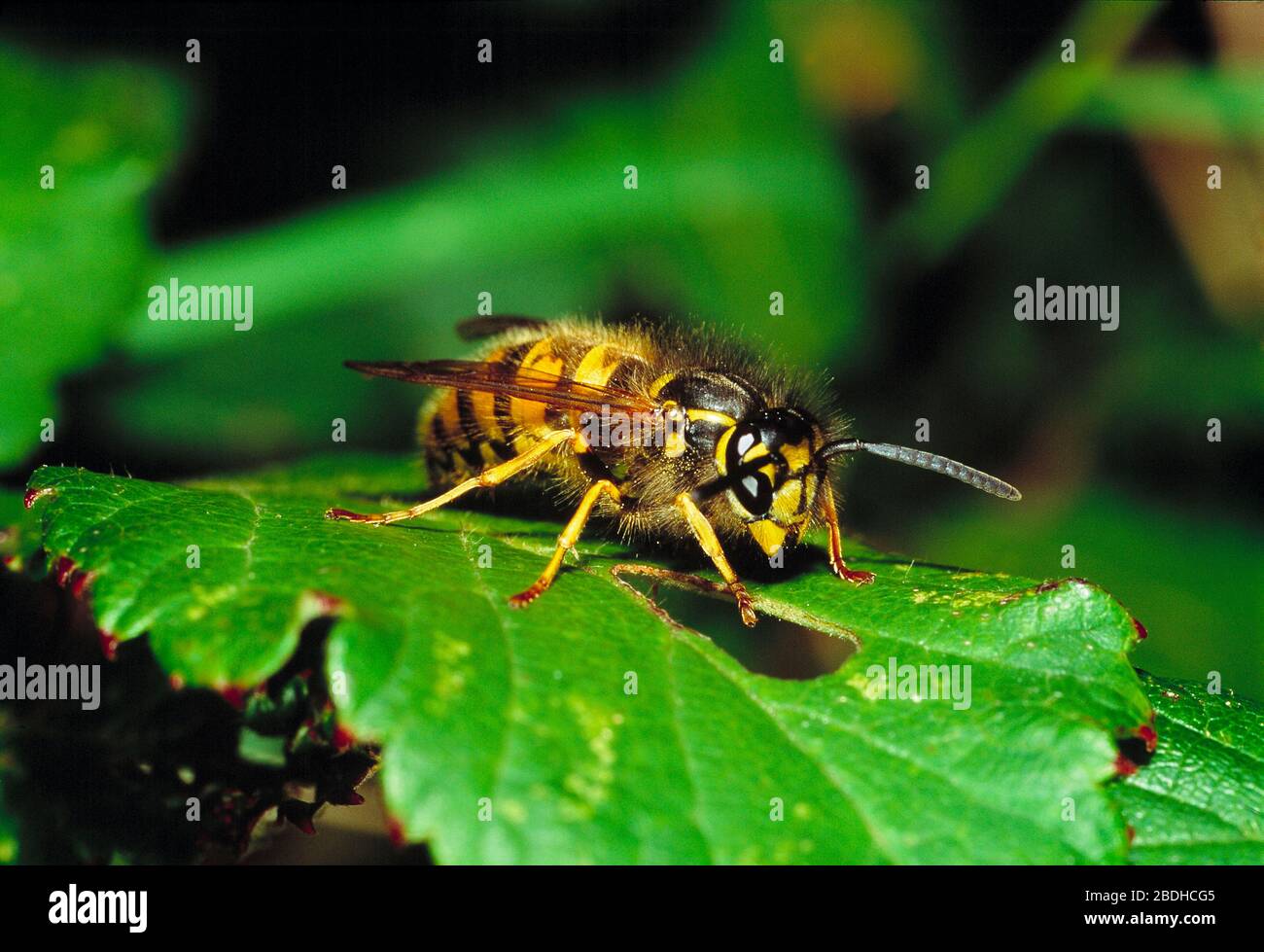 British flying insects hi-res stock photography and images - Alamy