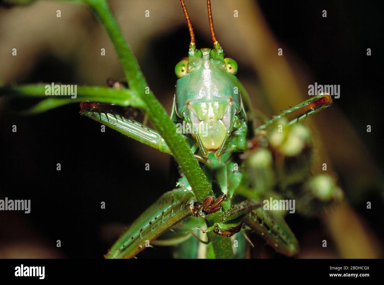 Cricket face hi-res stock photography and images - Alamy