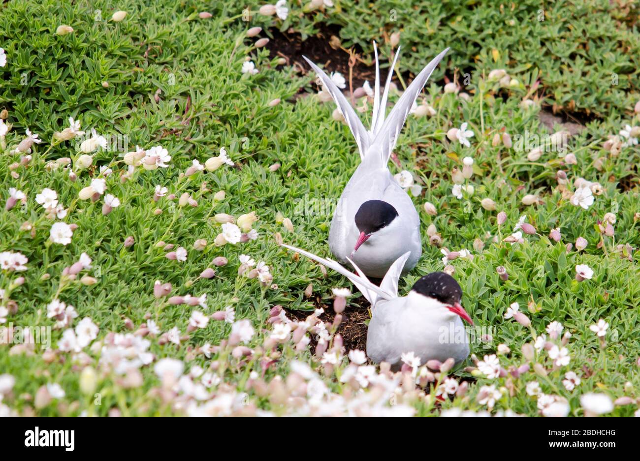 Arctic Tern Seabird Colony Stock Photo - Alamy