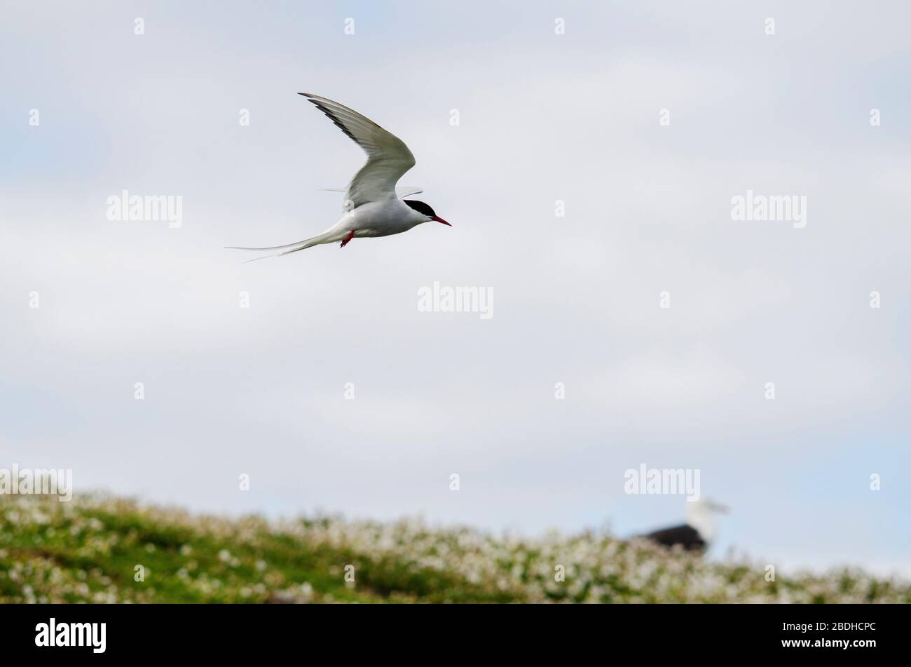 Arctic Tern Seabird Colony Stock Photo - Alamy