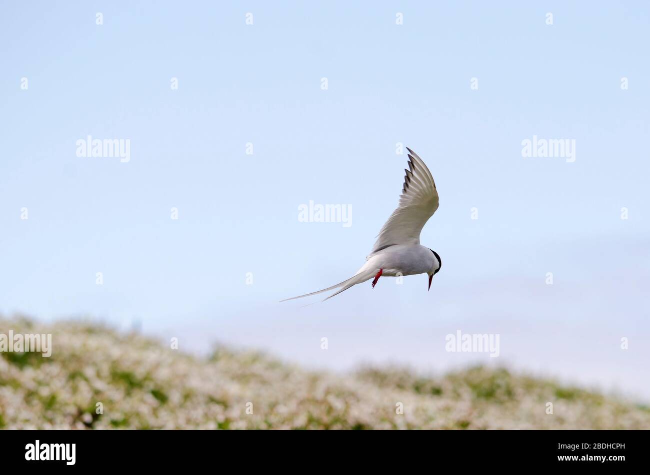 Seabird colony hi-res stock photography and images - Alamy