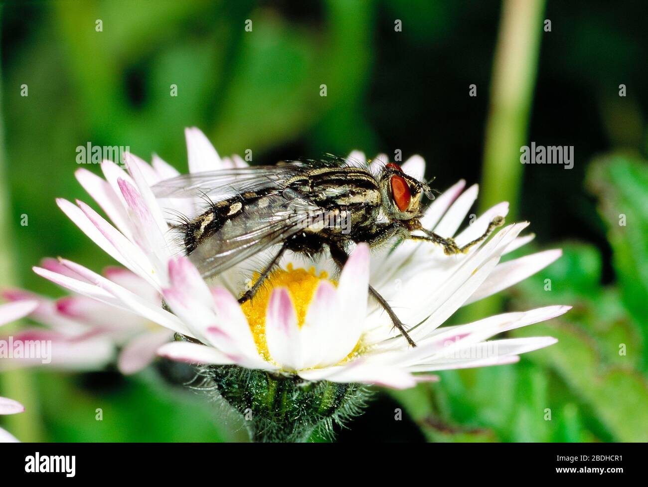 Flat footed fly hi-res stock photography and images - Alamy