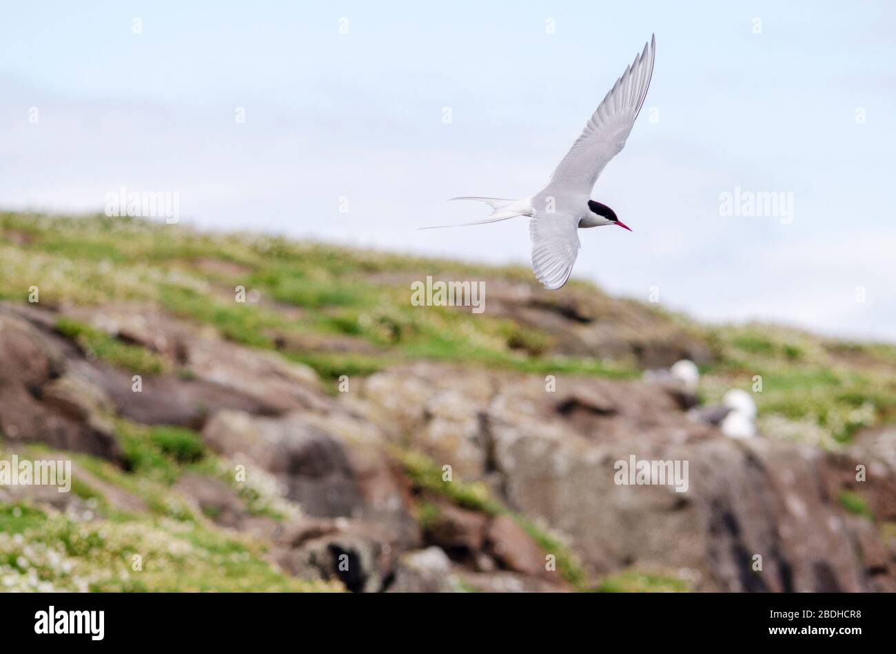 Arctic tern colony hi-res stock photography and images - Alamy