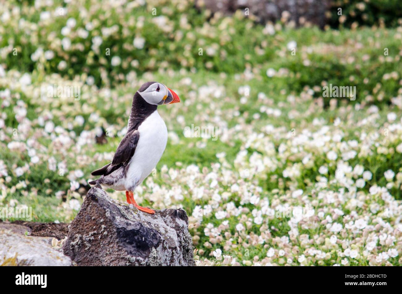 Puffin breeding colony hi-res stock photography and images - Alamy