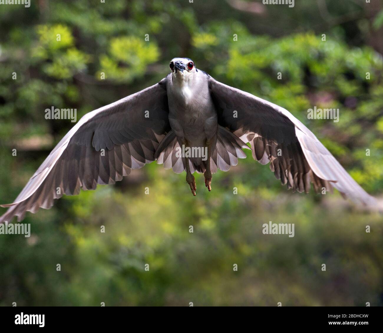 Black-crowned Night Heron bird flying with spread wings with bokeh ...